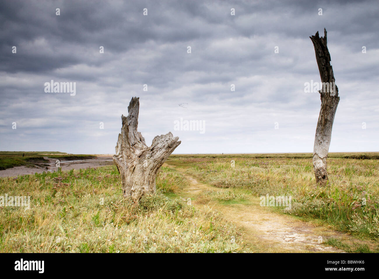 Spooky dead trees, Thornham saltmarshes, Norfolk, England, UK Stock ...