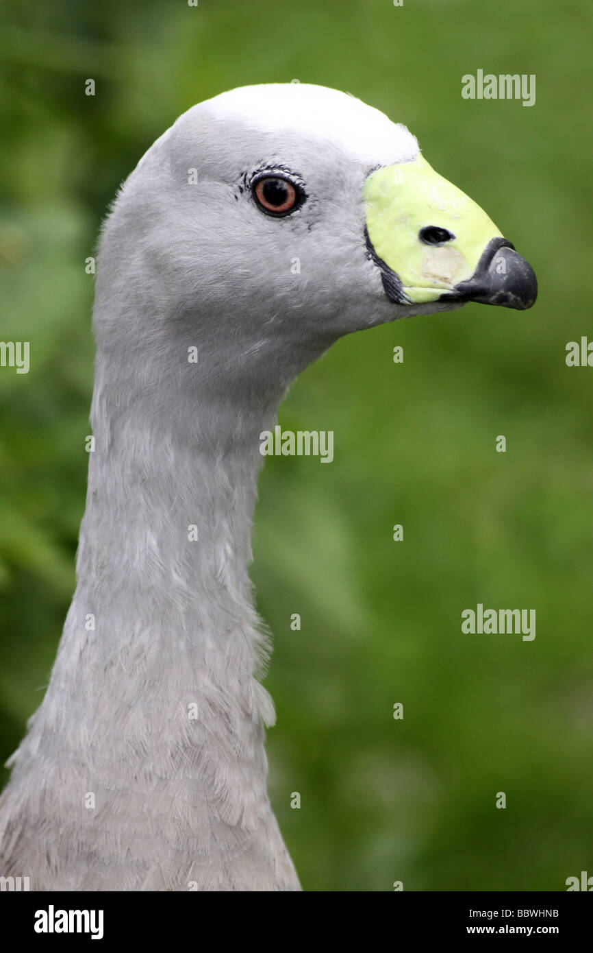 Australian goose hi-res stock photography and images - Alamy