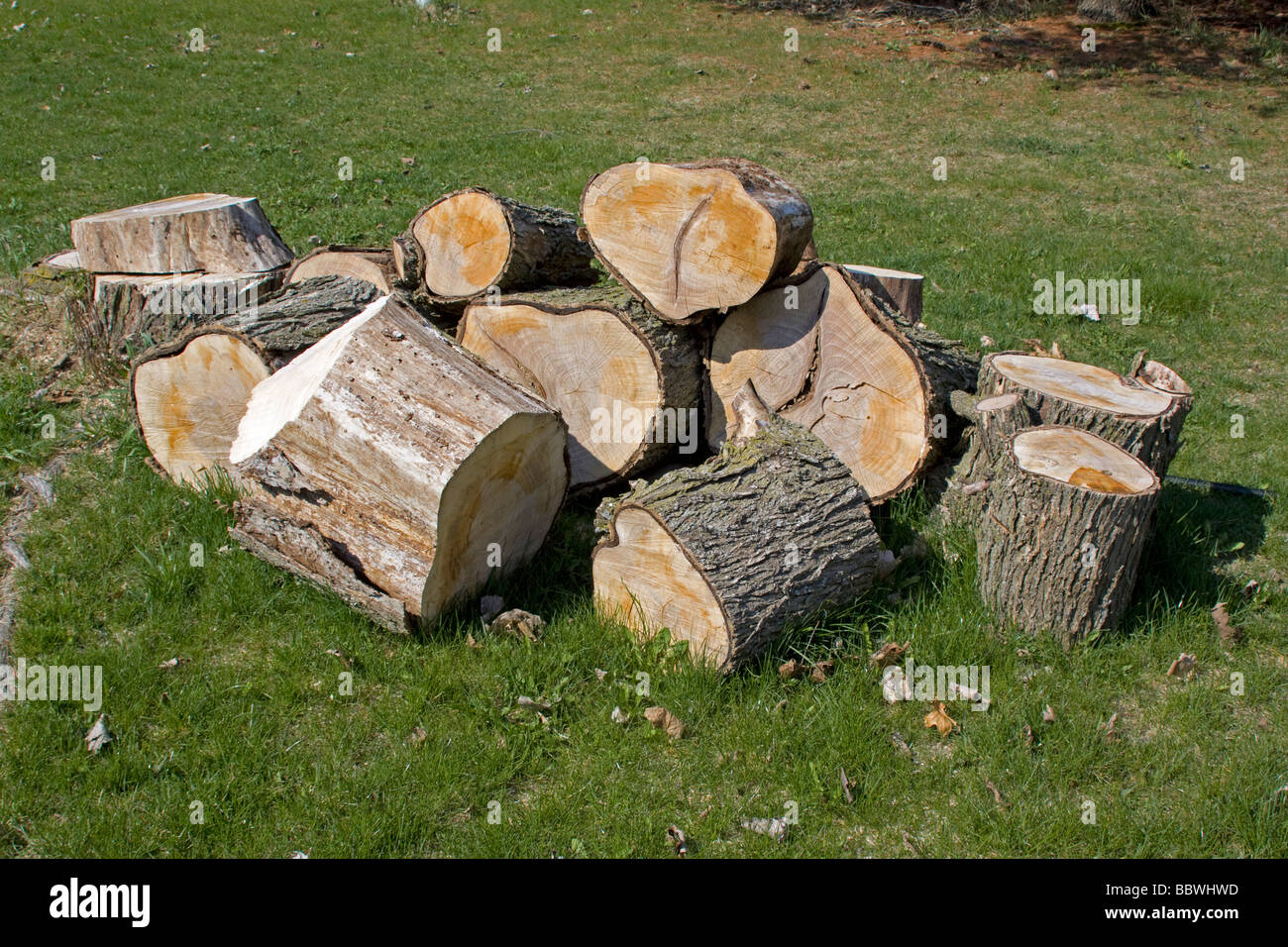 Ash tree cut timber hi-res stock photography and images - Alamy