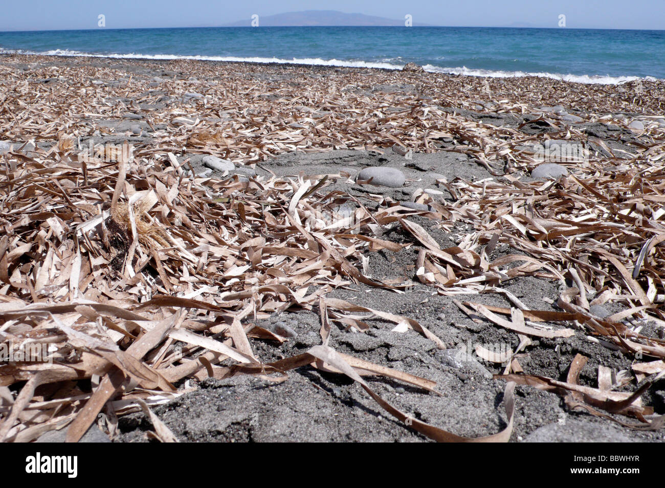 Seaweed on the beach, Santorini Stock Photo - Alamy