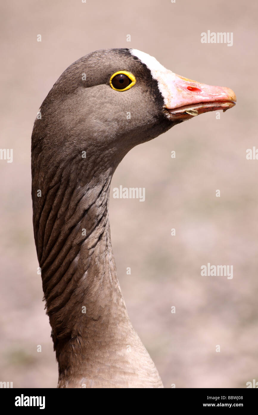 Eurasian goose species hi-res stock photography and images - Alamy