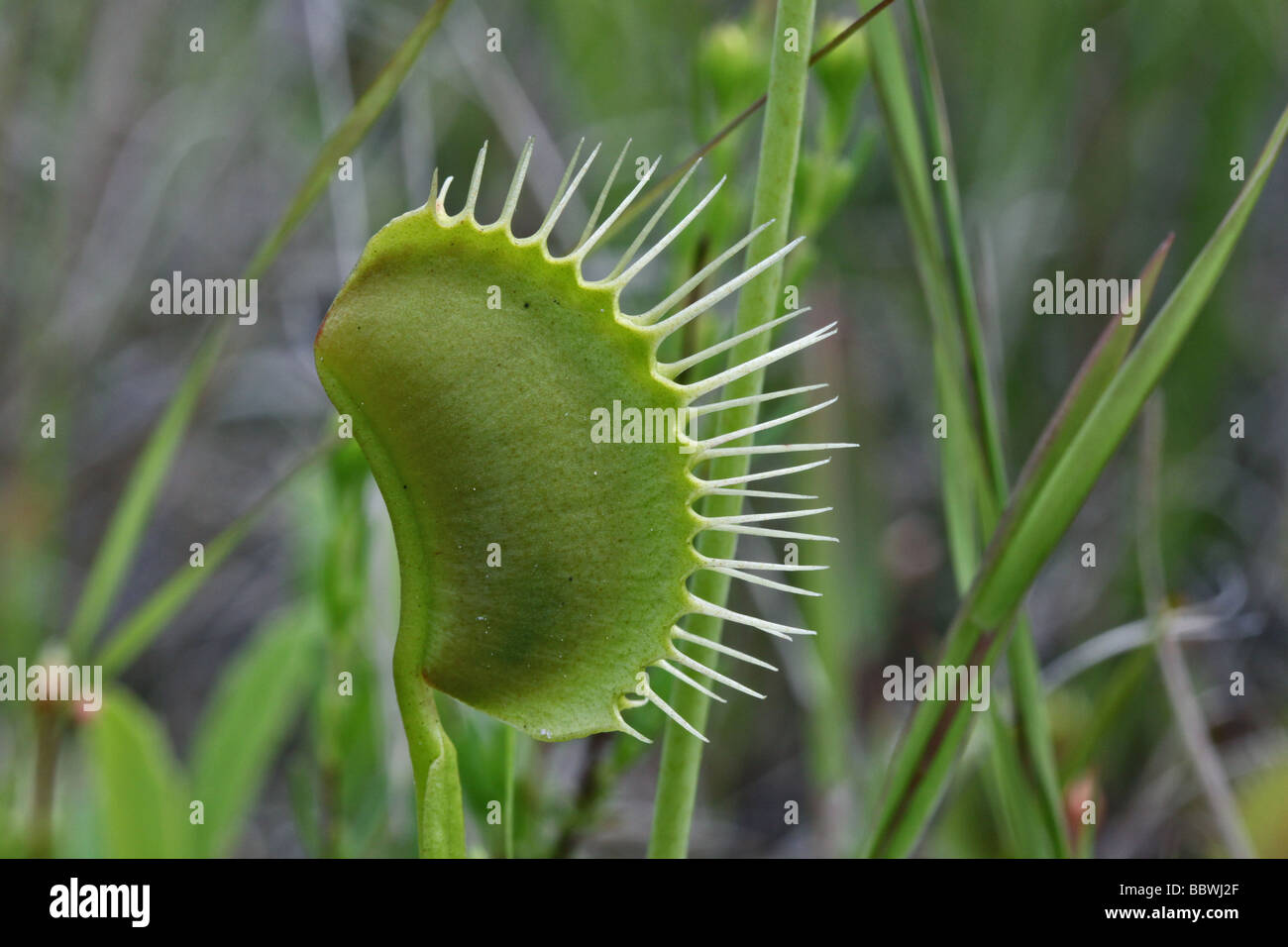 Closed trap of the Venus Flytrap ( Dionaea muscipula ) N Carolina USA ...
