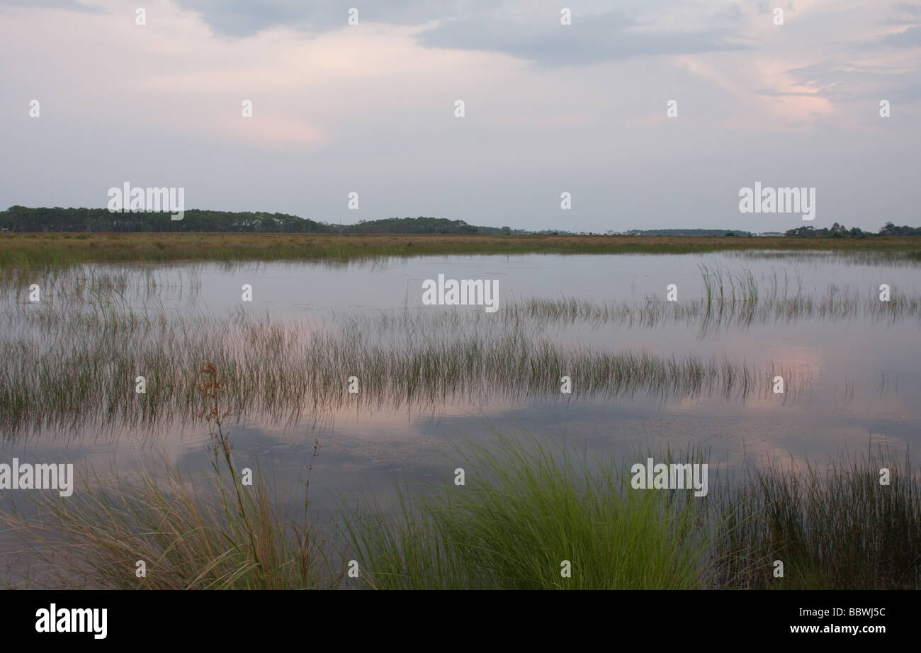 A marsh at dusk, St Marks National Wildlife Refuge, Florida Stock Photo ...