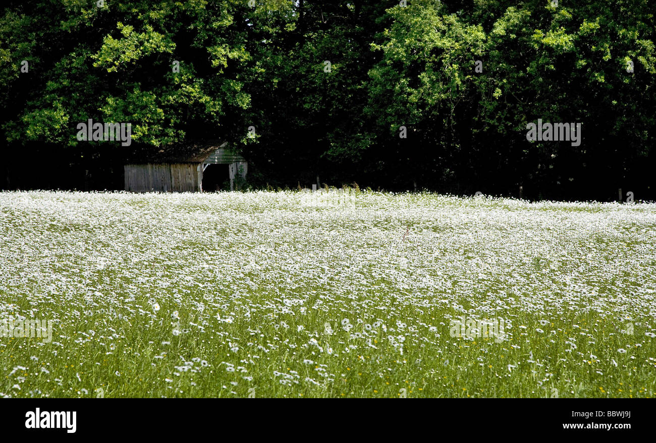 Daisies Growing in a Field Stock Photo - Alamy