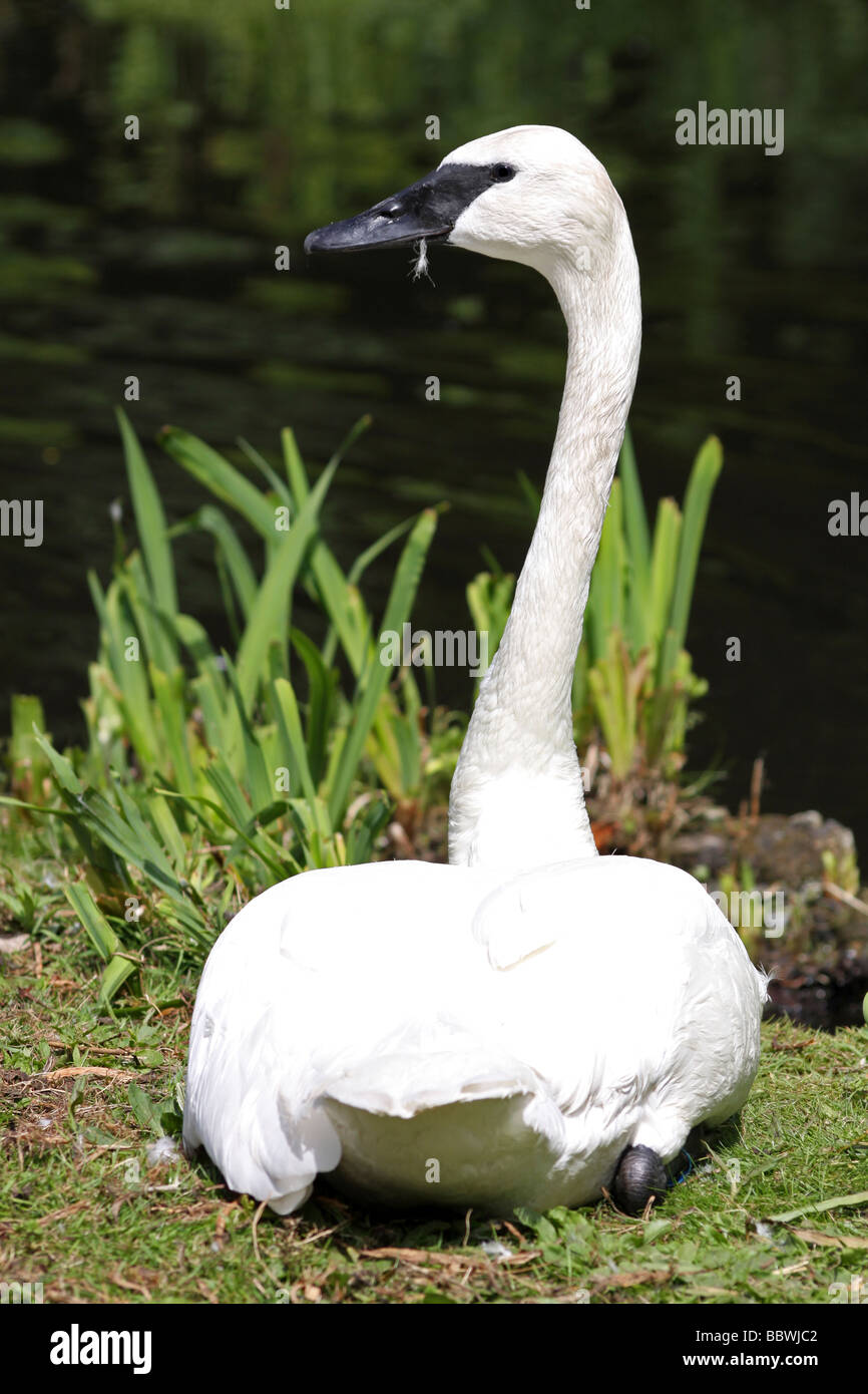 Trumpeter Swan Cygnus buccinator Taken At Martin Mere WWT, Lancashire ...