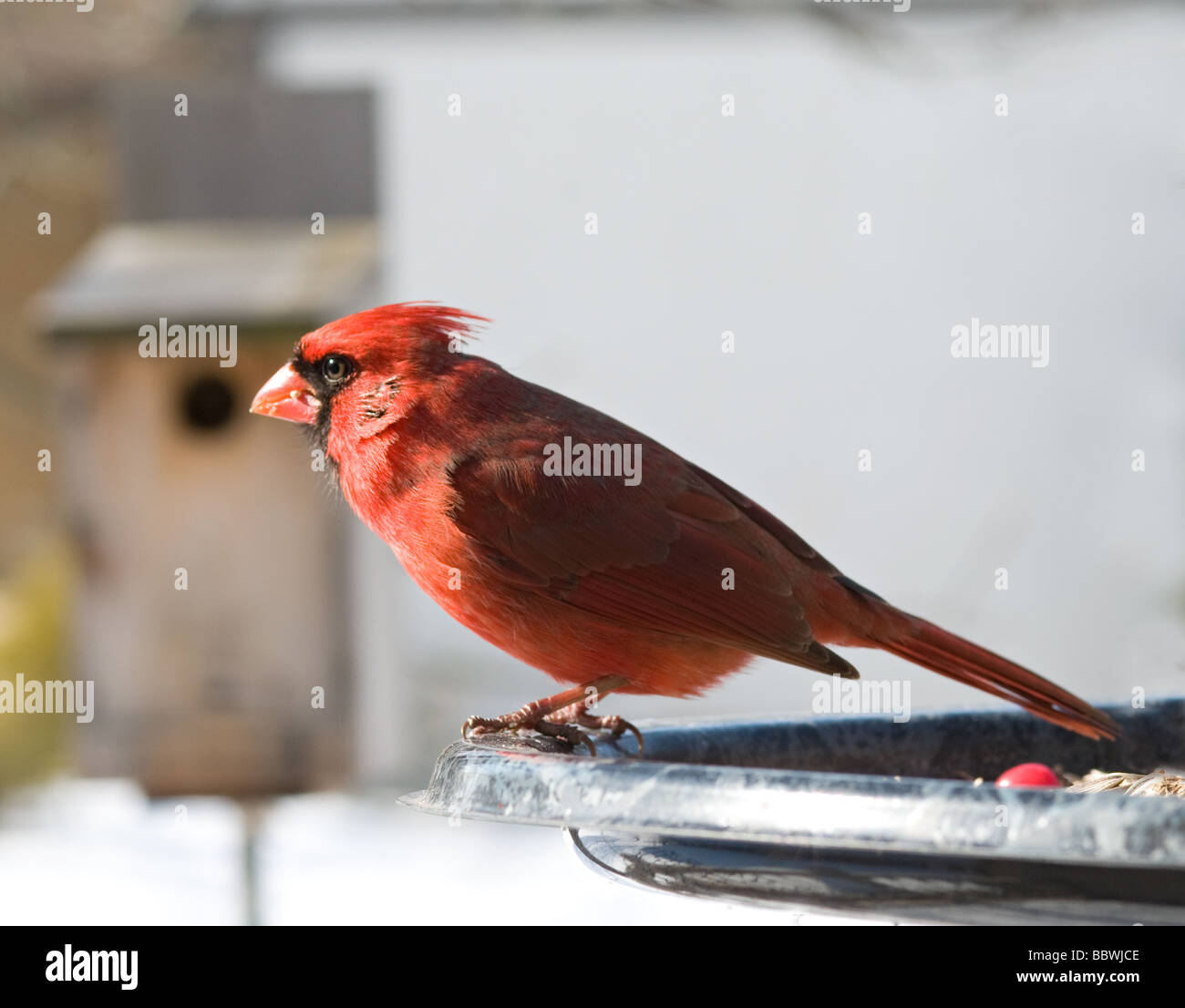 Cardinal Red bird at feeding station Stock Photo - Alamy