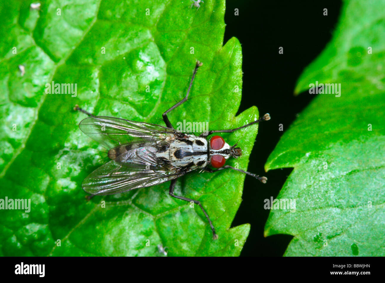 Insects diptera hi-res stock photography and images - Alamy