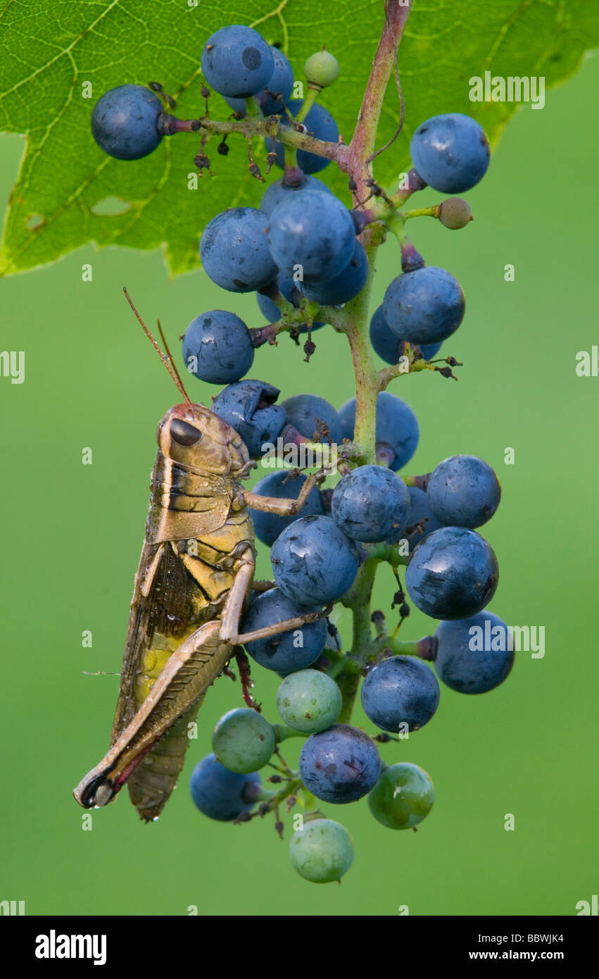 Red-legged Grasshopper or Locust Melanoplus femurrubrum feeding on Wild ...