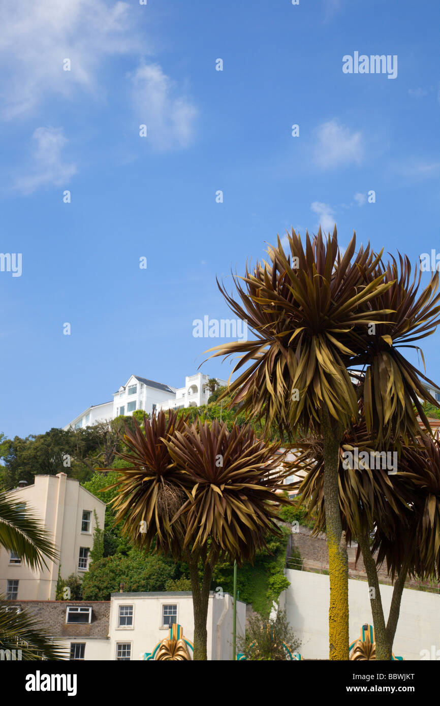Palm Trees and White Buildings Torquay Devon England Stock Photo - Alamy