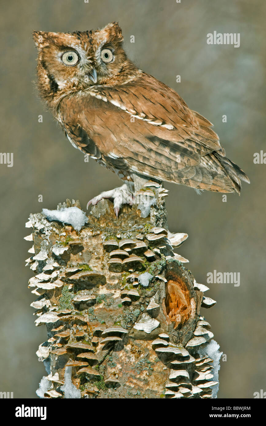 Owls Of Deciduous Forests High Resolution Stock Photography and Images - Alamy