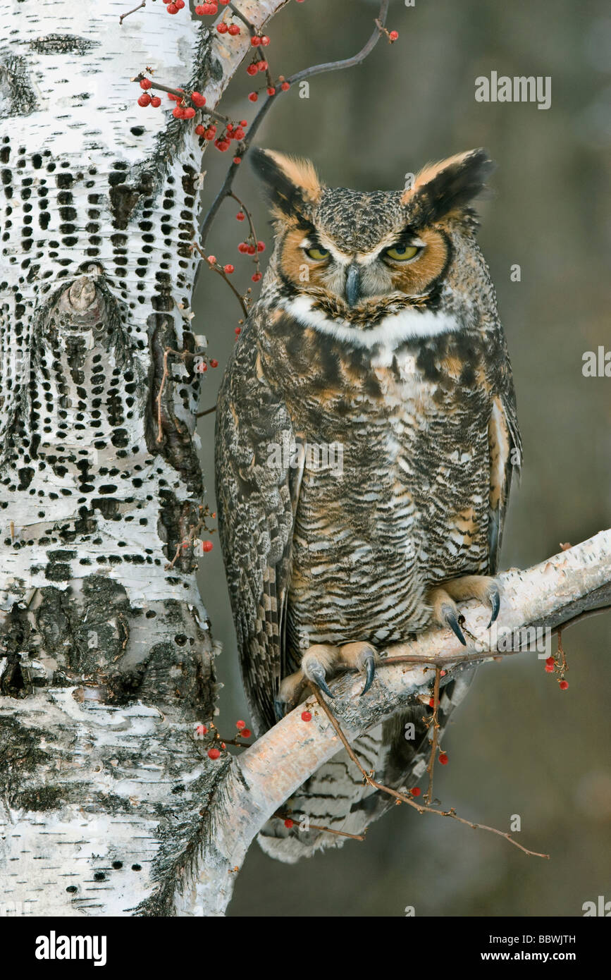 Monitoring hunt hi-res stock photography and images - Alamy