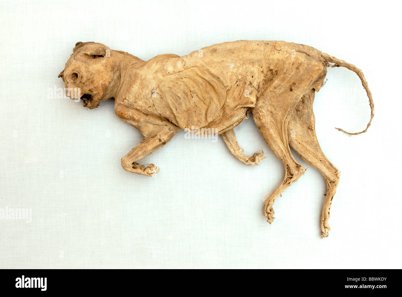 Mummified cat hi-res stock photography and images - Alamy