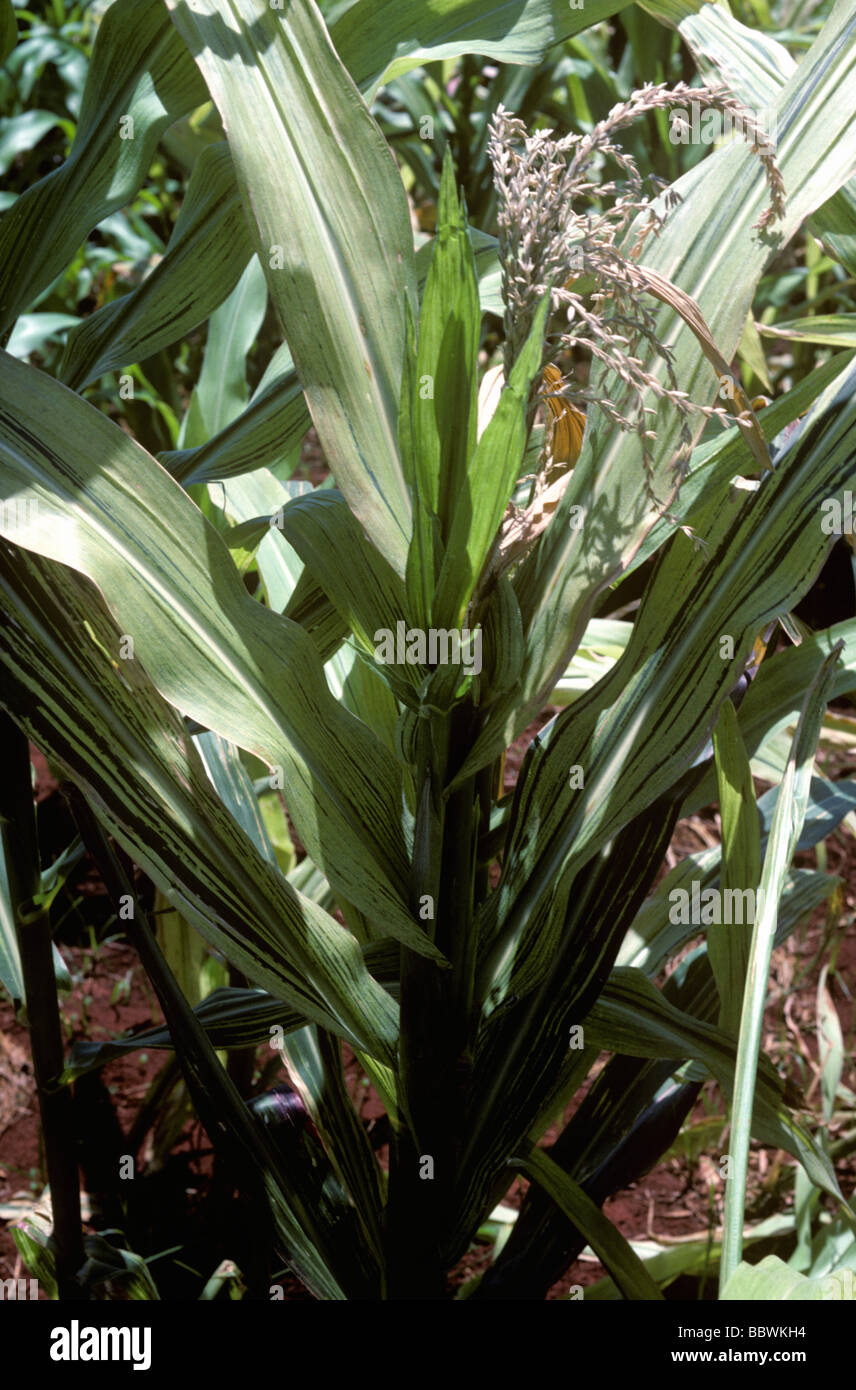 Downy Mildew Of Corn
