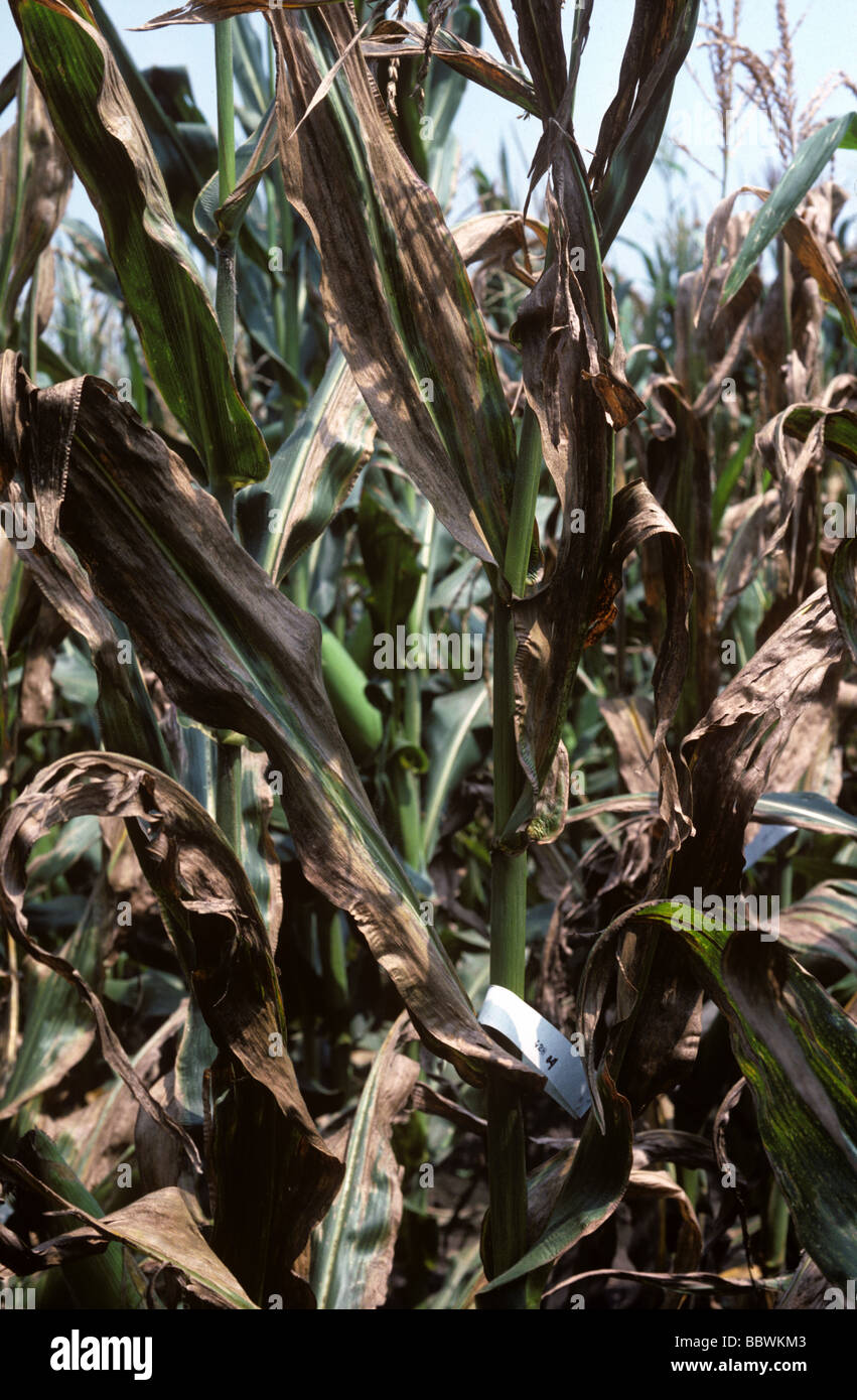 Goss's bacterial wilt (Clavibacter michiganensis) necrotic lesions on ...