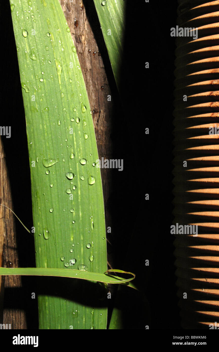 Leaf instrument hi-res stock photography and images - Alamy