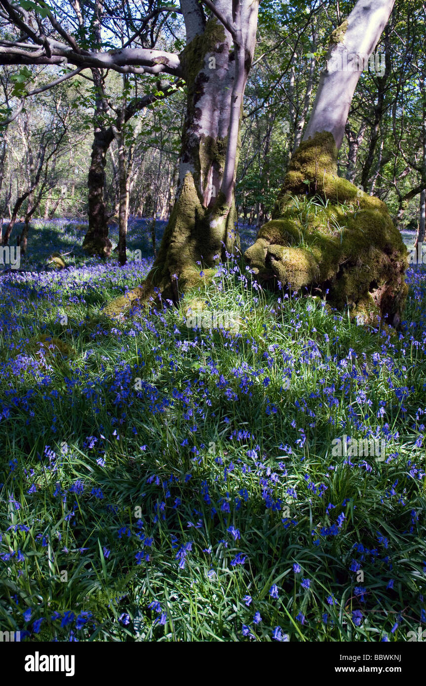 a bluebell wood in spring on the isle of mull scotland Stock Photo - Alamy
