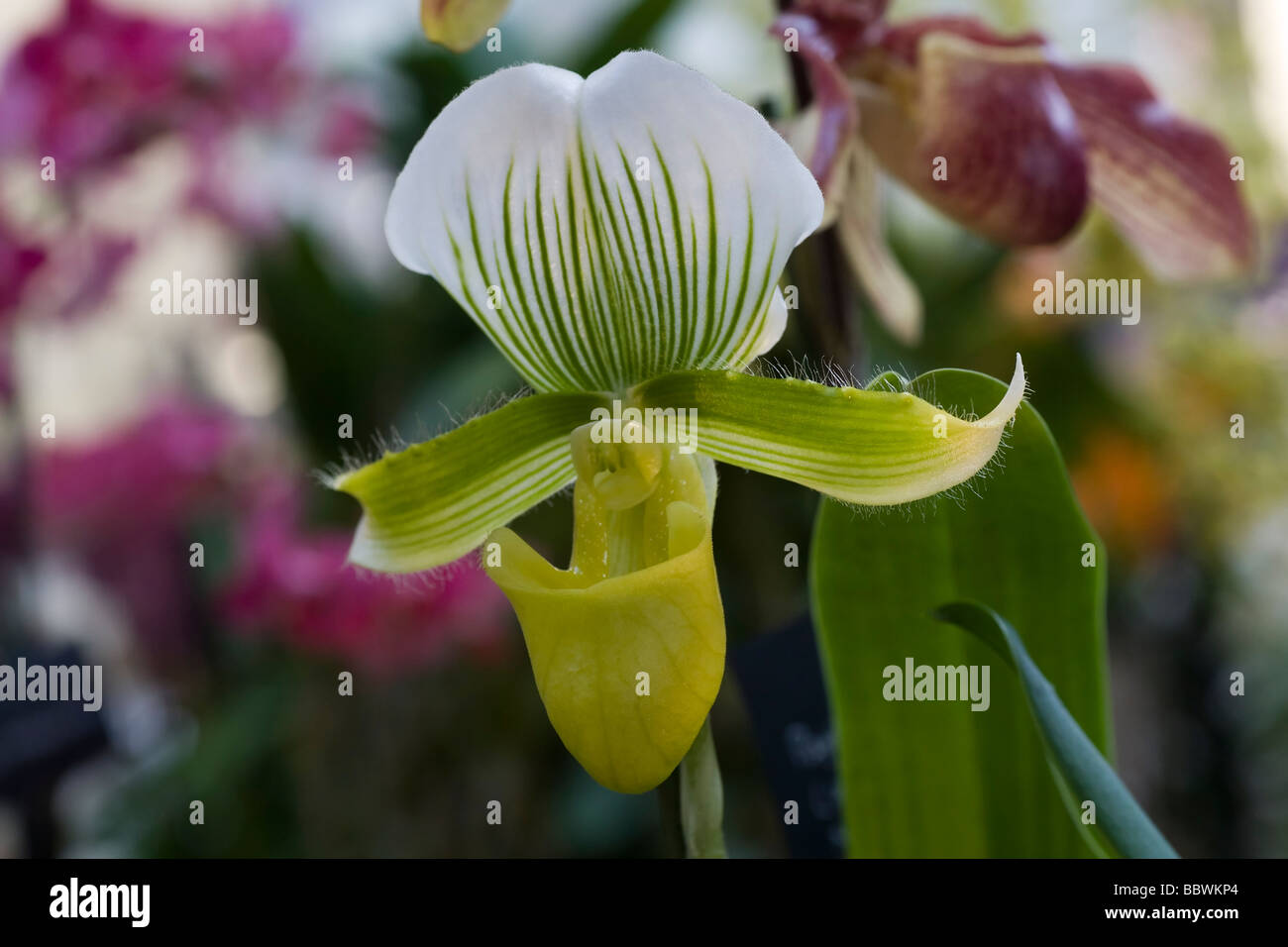 Mitylene hi-res stock photography and images - Alamy