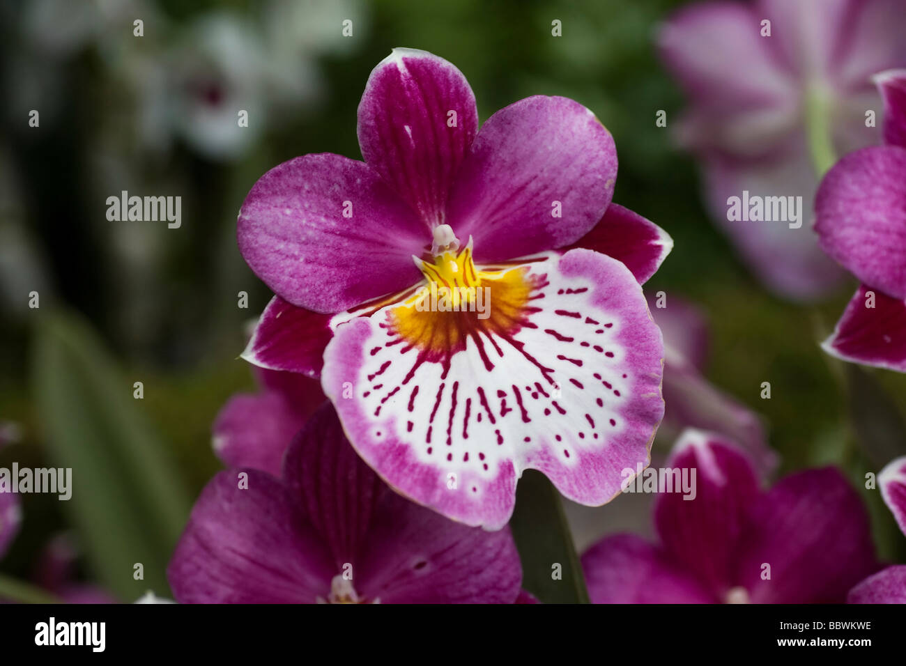 Miltoniopsis orchid orchidae Stock Photo - Alamy