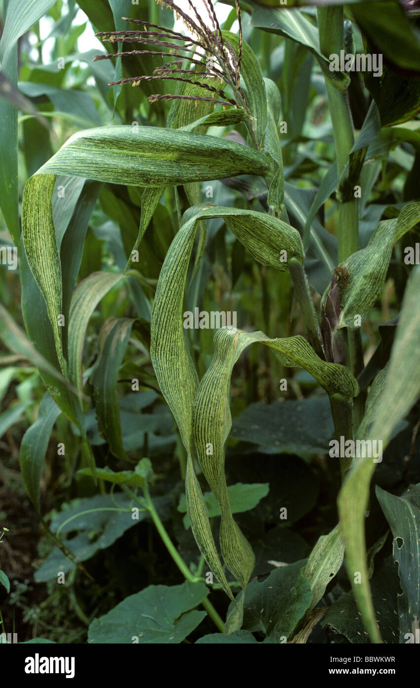 Maize disease hi-res stock photography and images - Alamy