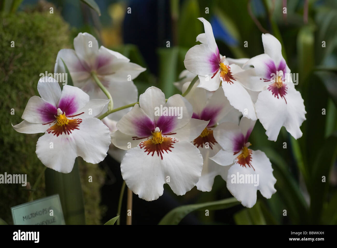 Miltoniopsis francheville orchid orchidae Stock Photo - Alamy