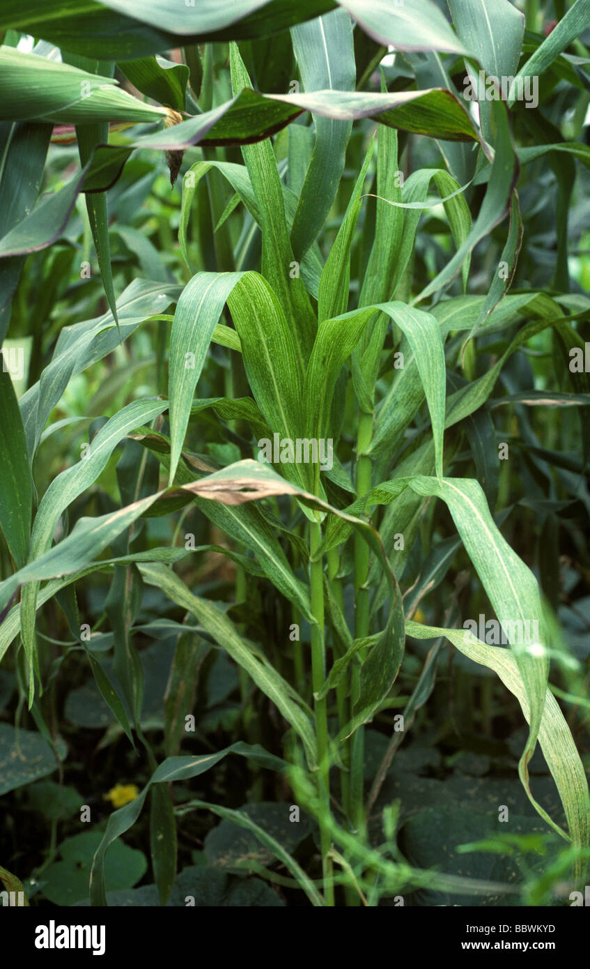 Maize crop africa hi-res stock photography and images - Alamy
