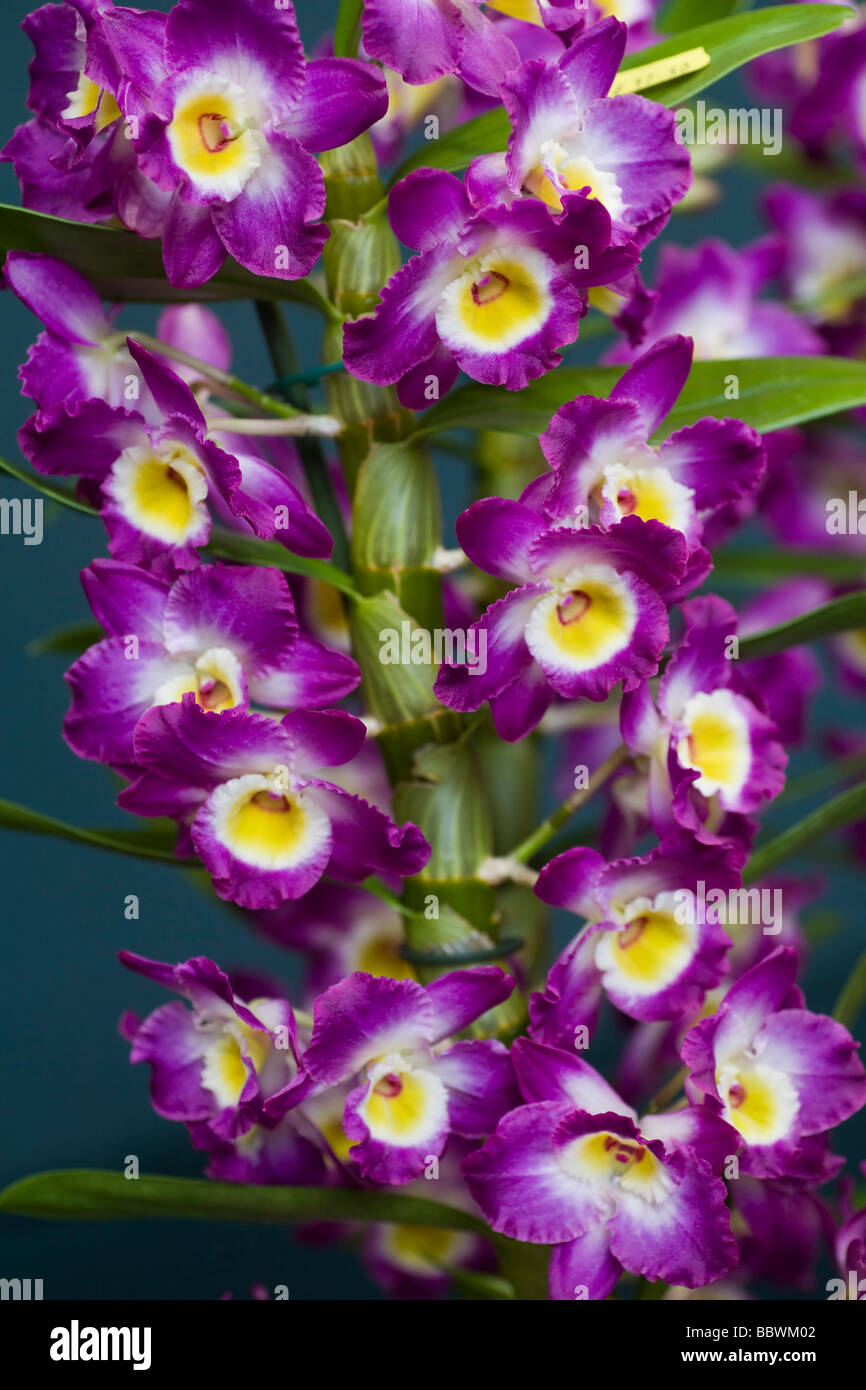 Dendrobium Red Queen orchid orchidae Stock Photo - Alamy