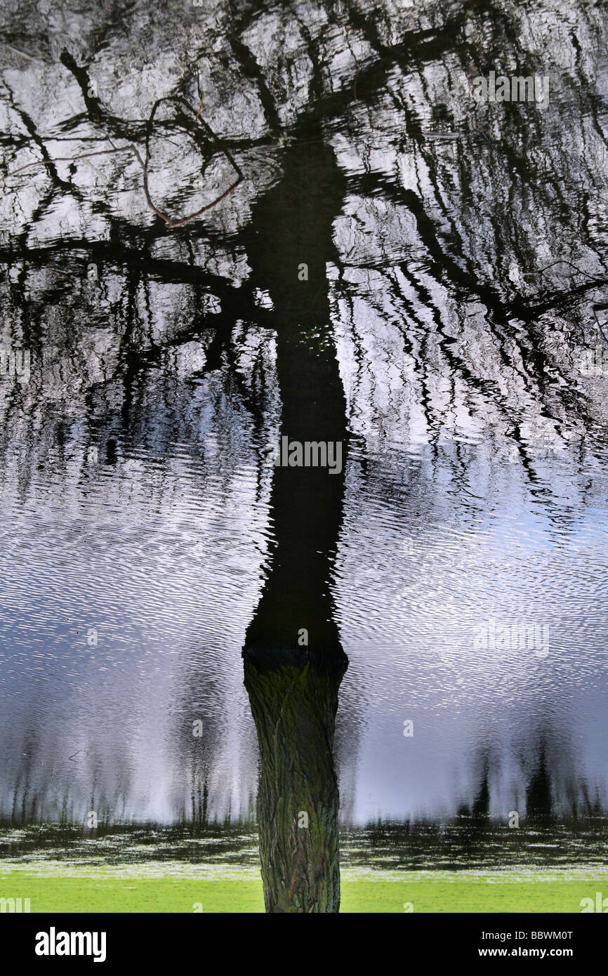 reflection of a tree in a lake Stock Photo - Alamy