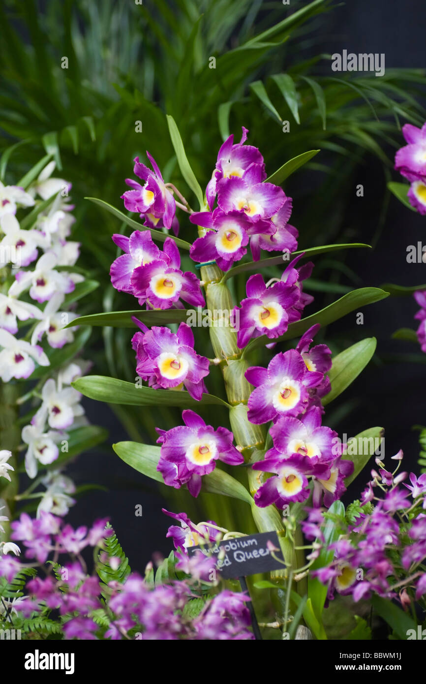 Dendrobium Red Queen orchid orchidae Stock Photo - Alamy