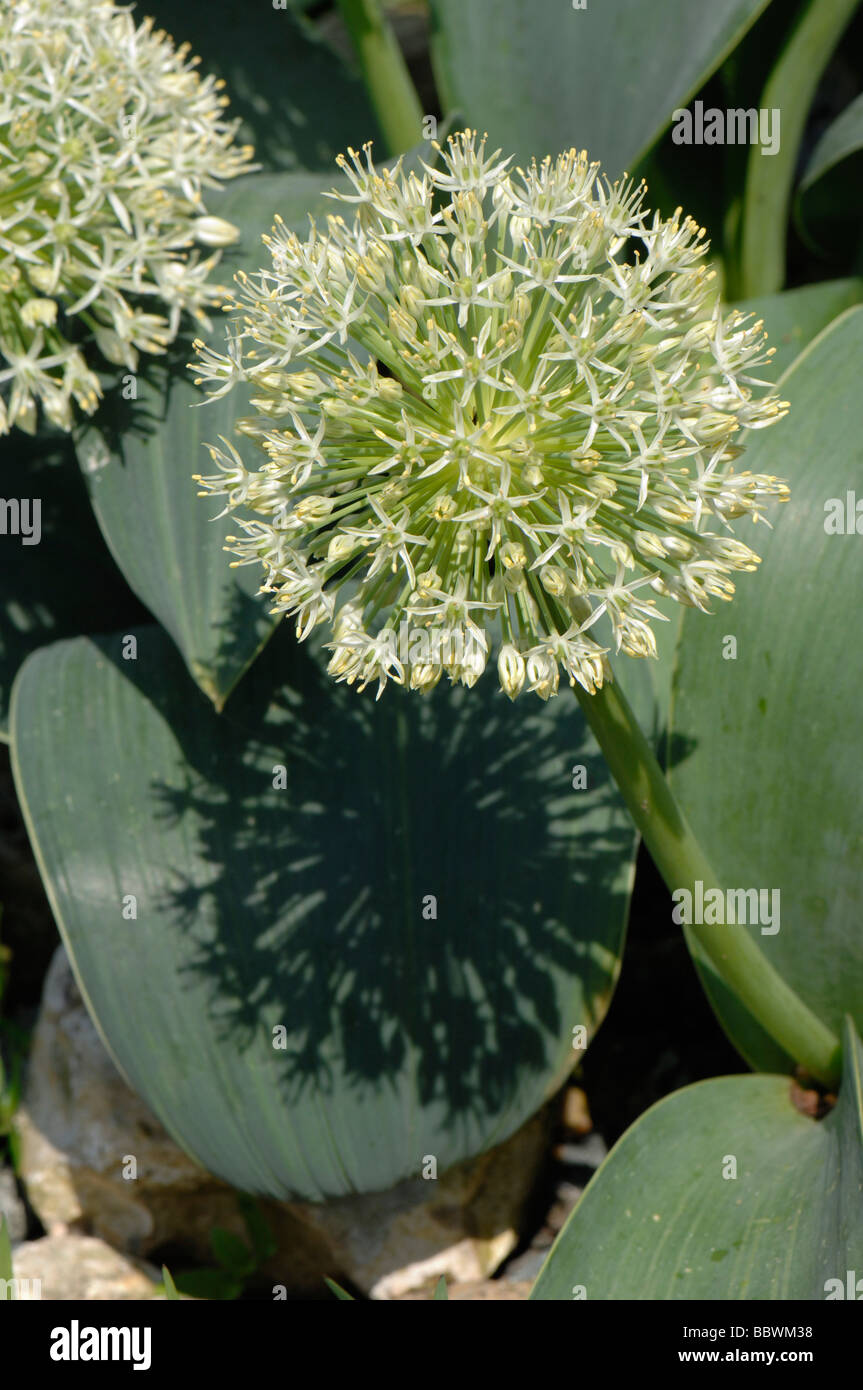 Ball like flower of Allium karataviense and its shadow on a broad leaf ...