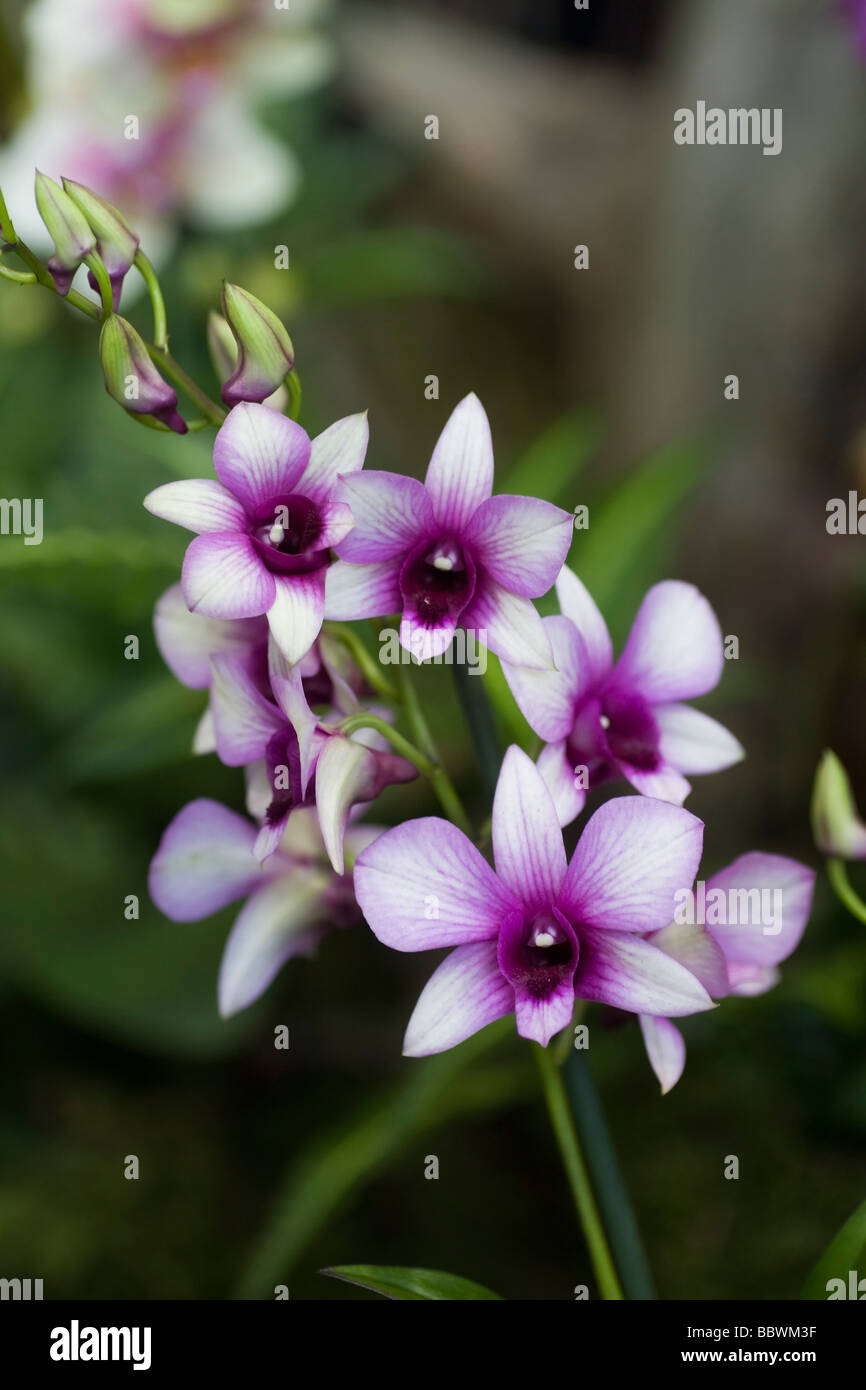 Dendrobium raspberry delight orchid orchidae Stock Photo - Alamy