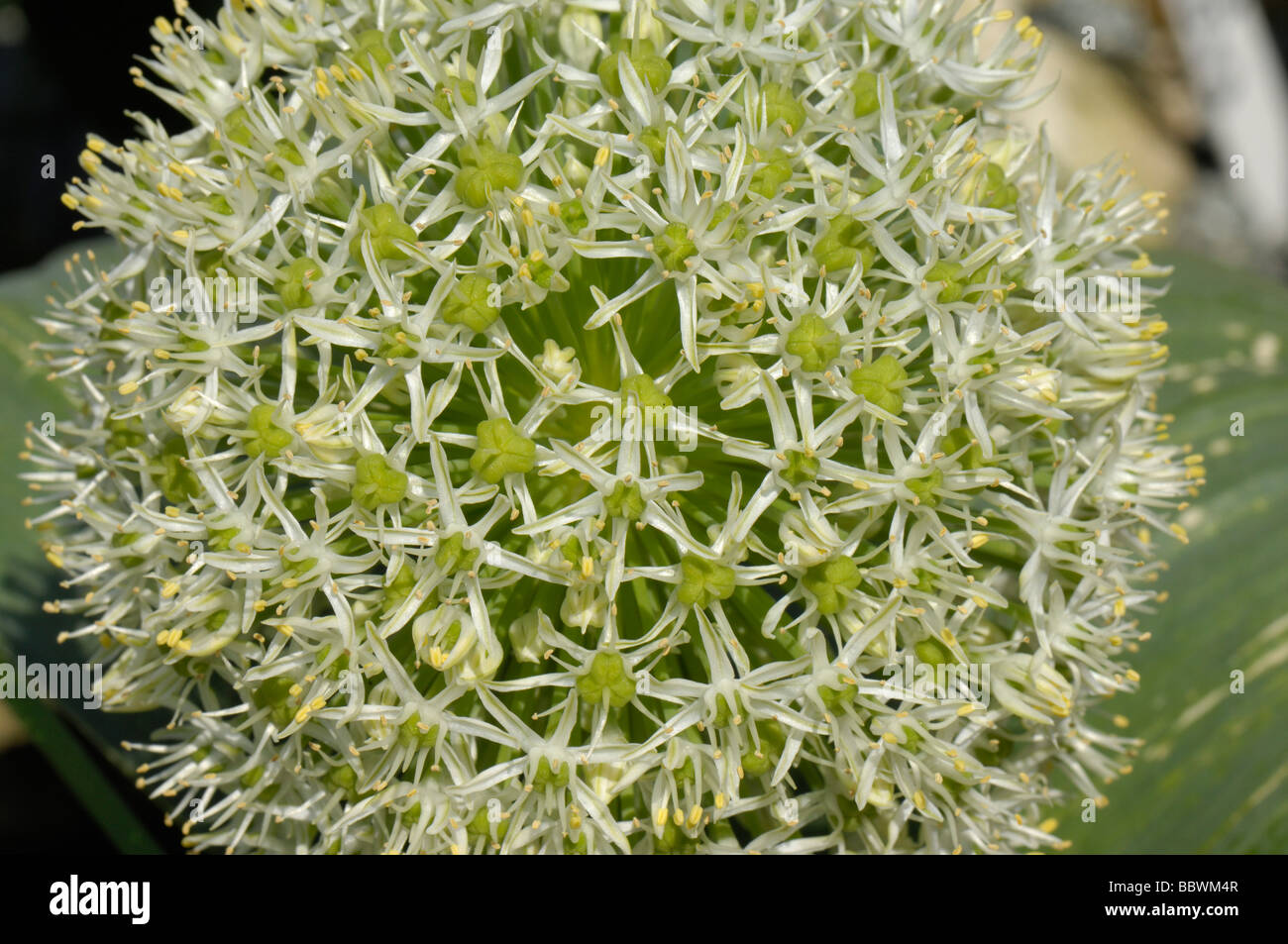 Ball like flower of Allium karataviense seed pods beginning to form ...