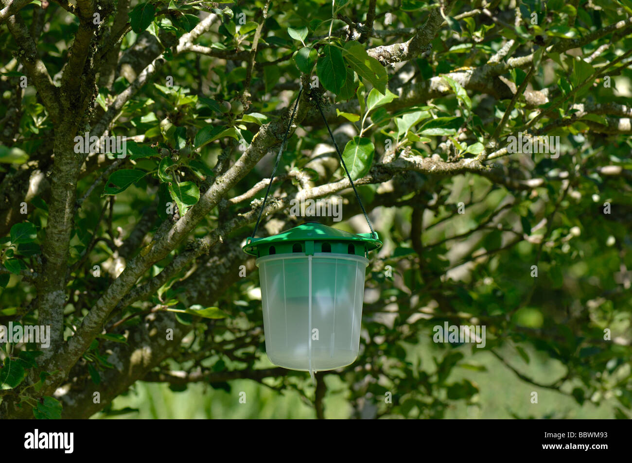 Pheromone trap for codling moth males in the branches of an apple tree ...