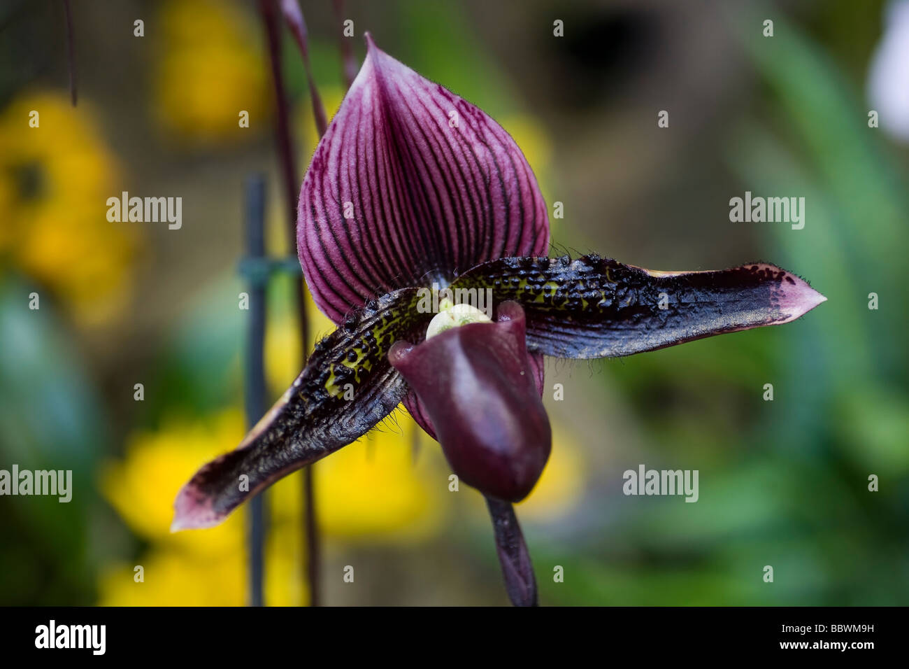 Paph Paphiopedilum macabre orchid orchidae Stock Photo - Alamy