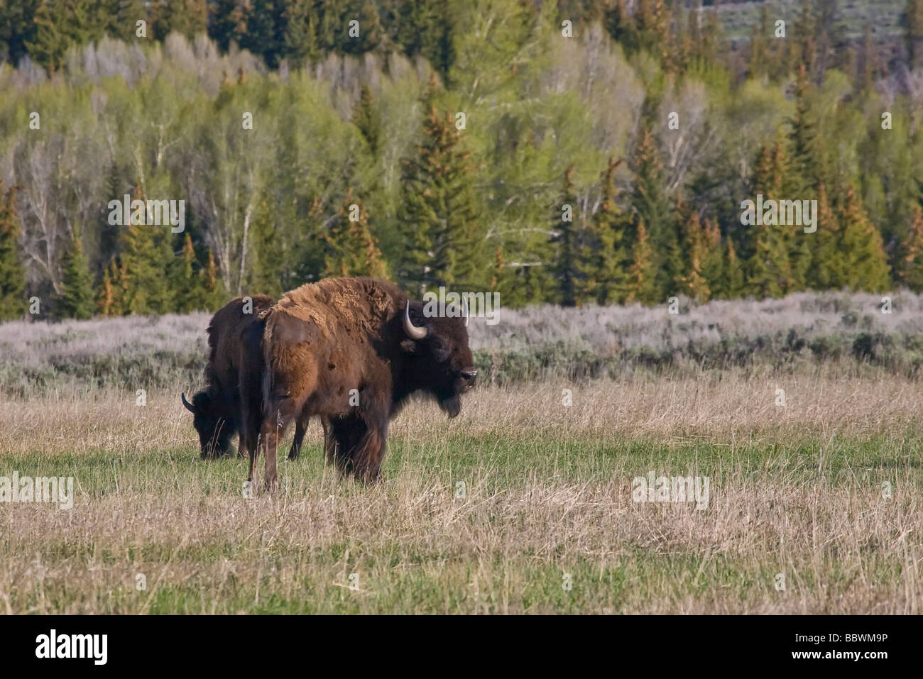 Bison tetons hi-res stock photography and images - Alamy