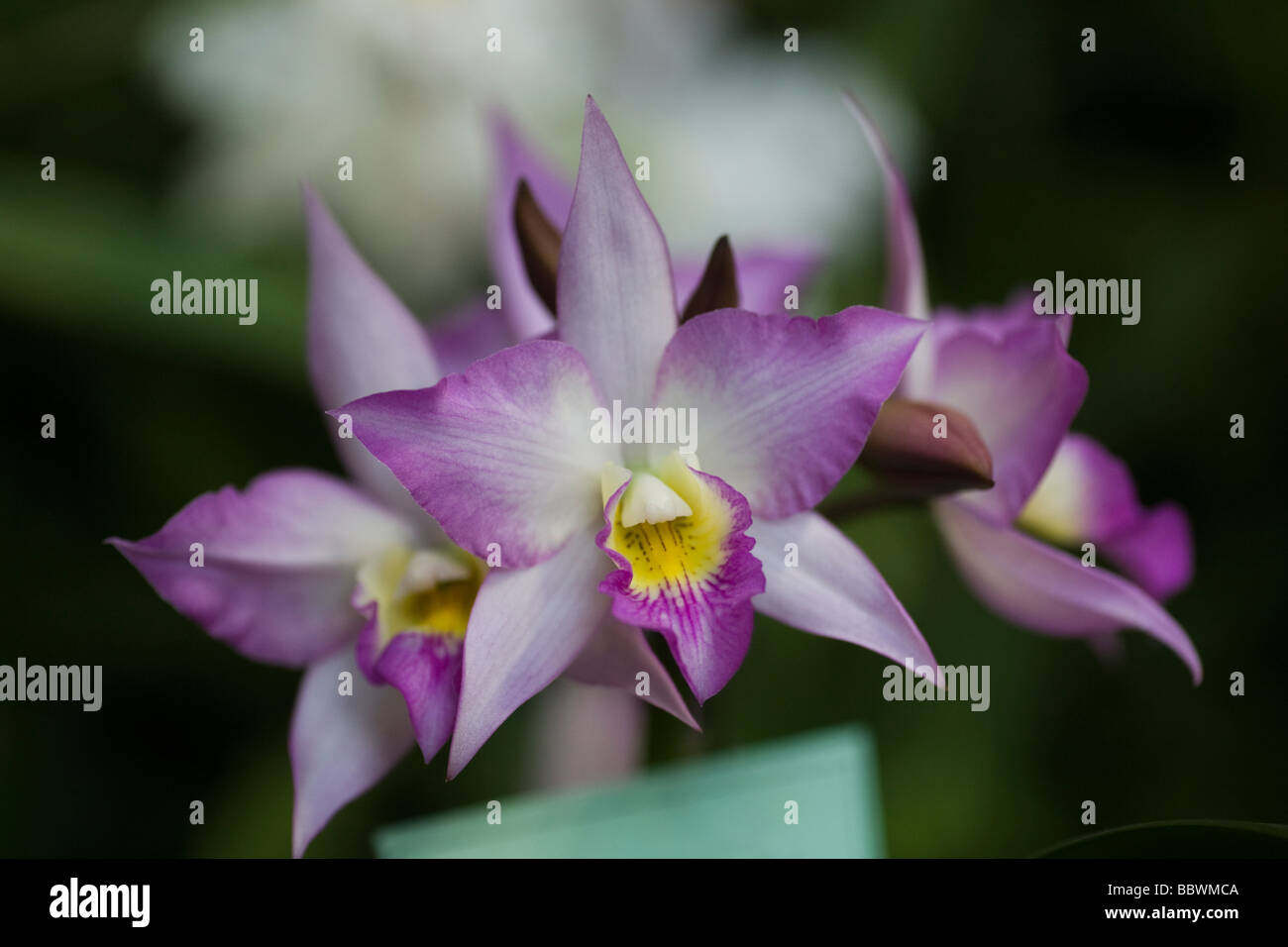 Apple orchids hi-res stock photography and images - Alamy