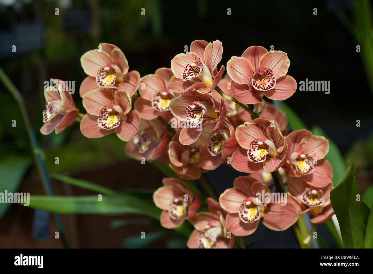 orchid orchidae Cymbidium Devon Lord Viceroy Stock Photo - Alamy
