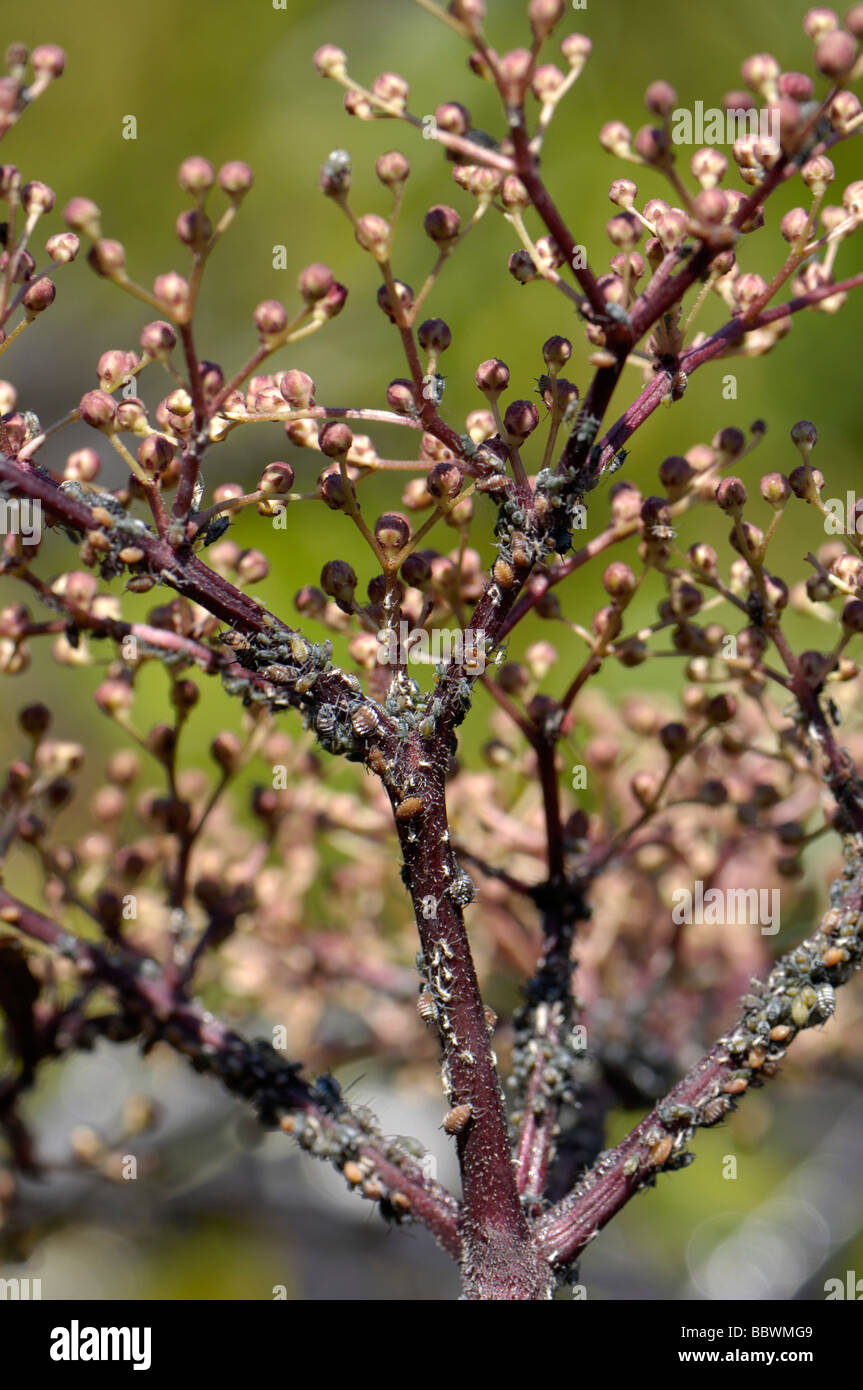 Aphi hi-res stock photography and images - Alamy