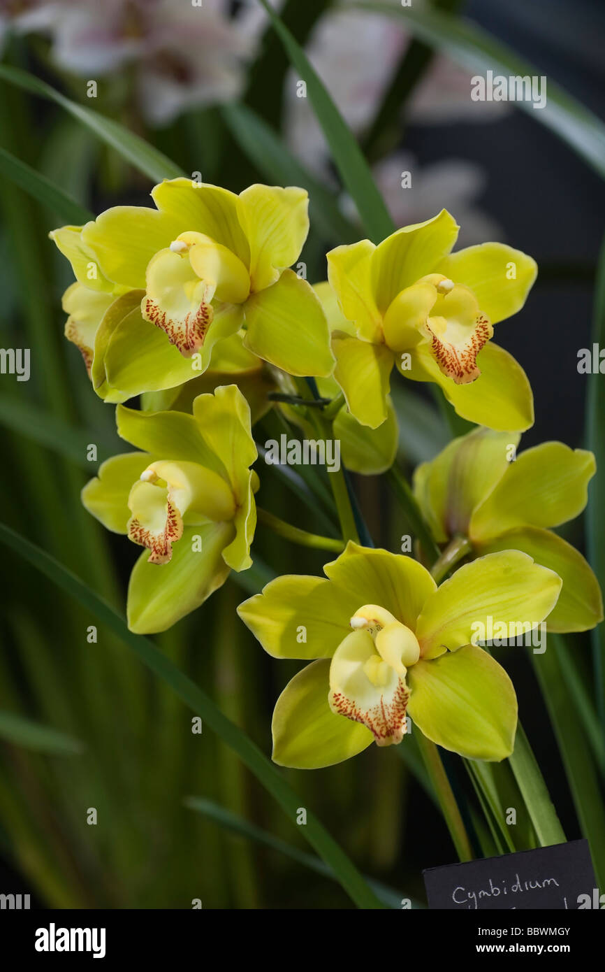 orchid orchidae Cymbidium Loch Tummel Stock Photo - Alamy