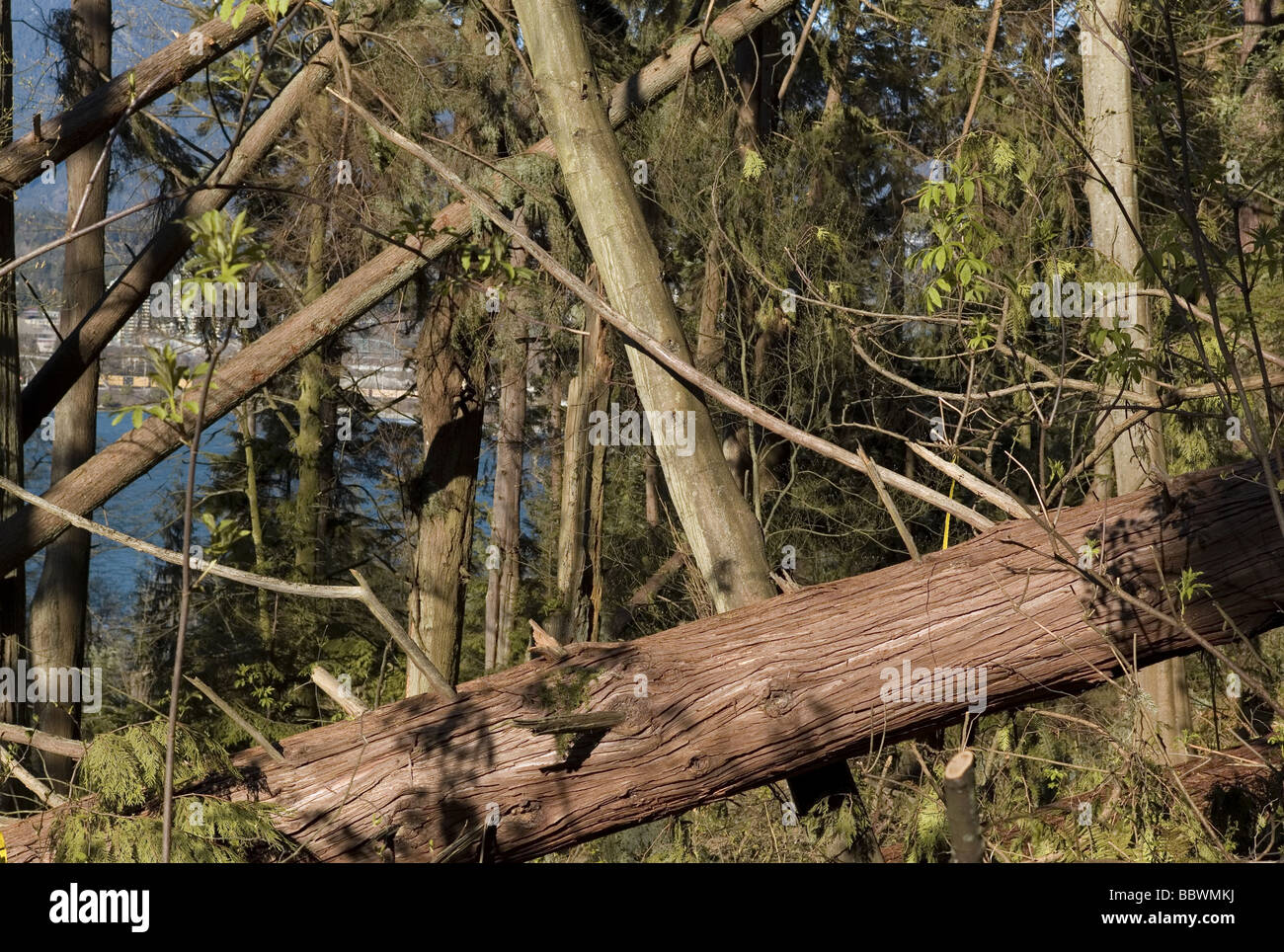 Fallen trees in Stanley Park in Vancouver, British Columbia, Canada ...