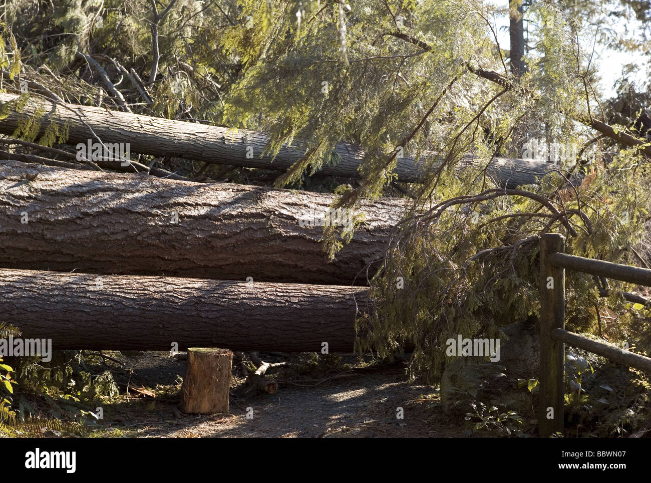 Fallen trees in Stanley Park in Vancouver, British Columbia, Canada ...