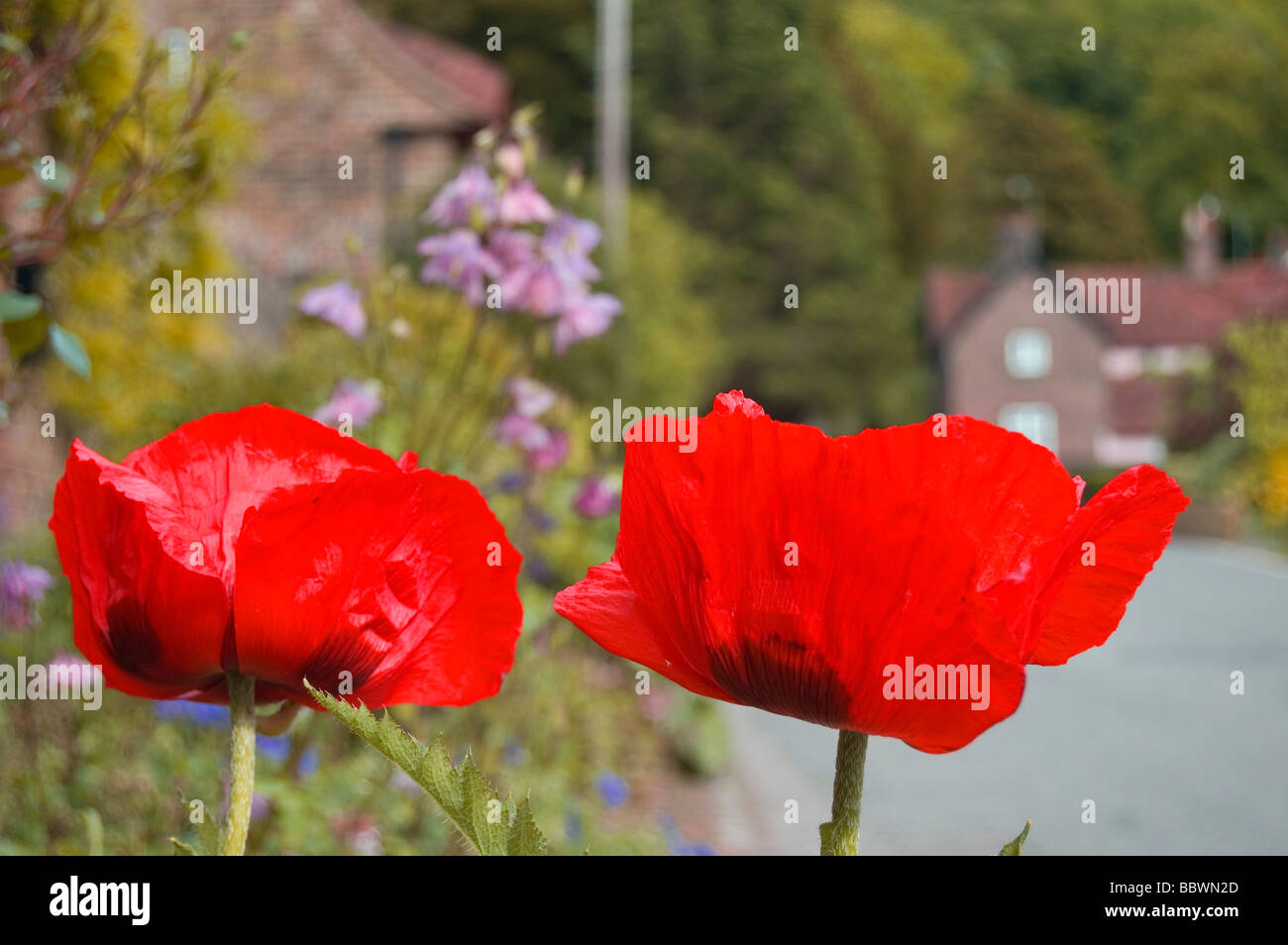 Large red poppies on the Ashridge Estate, Ringshall, Hertfordshire. A ...