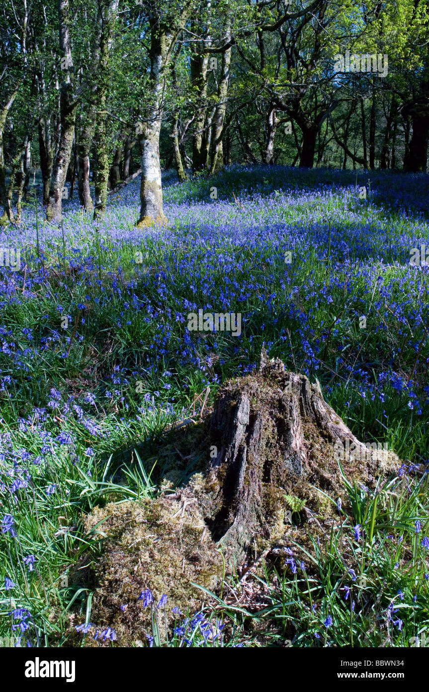 a bluebell wood in spring on the isle of mull scotland Stock Photo - Alamy