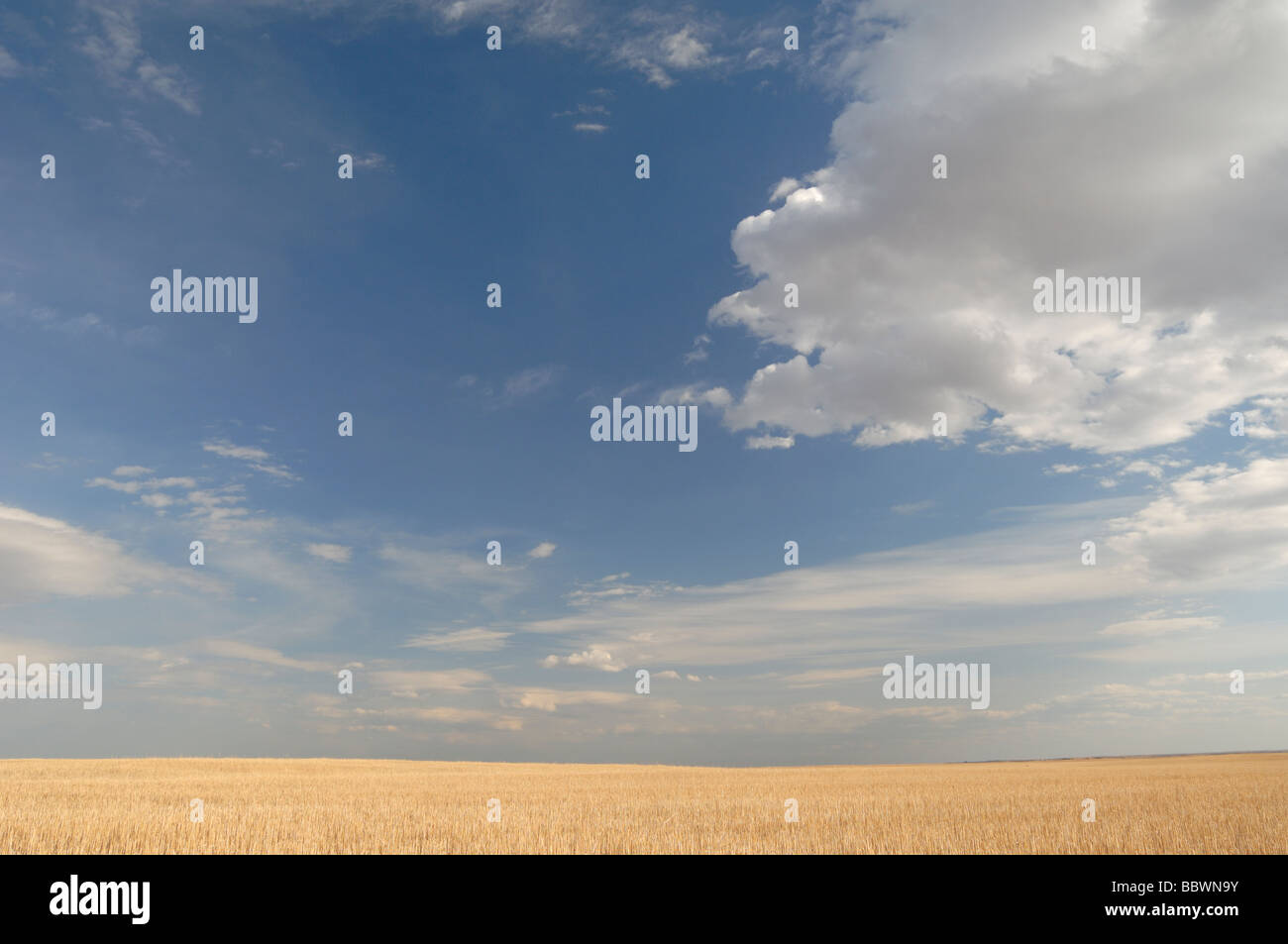 The Prairies stubble field under a big Saskatchewan sky near Kindersley ...