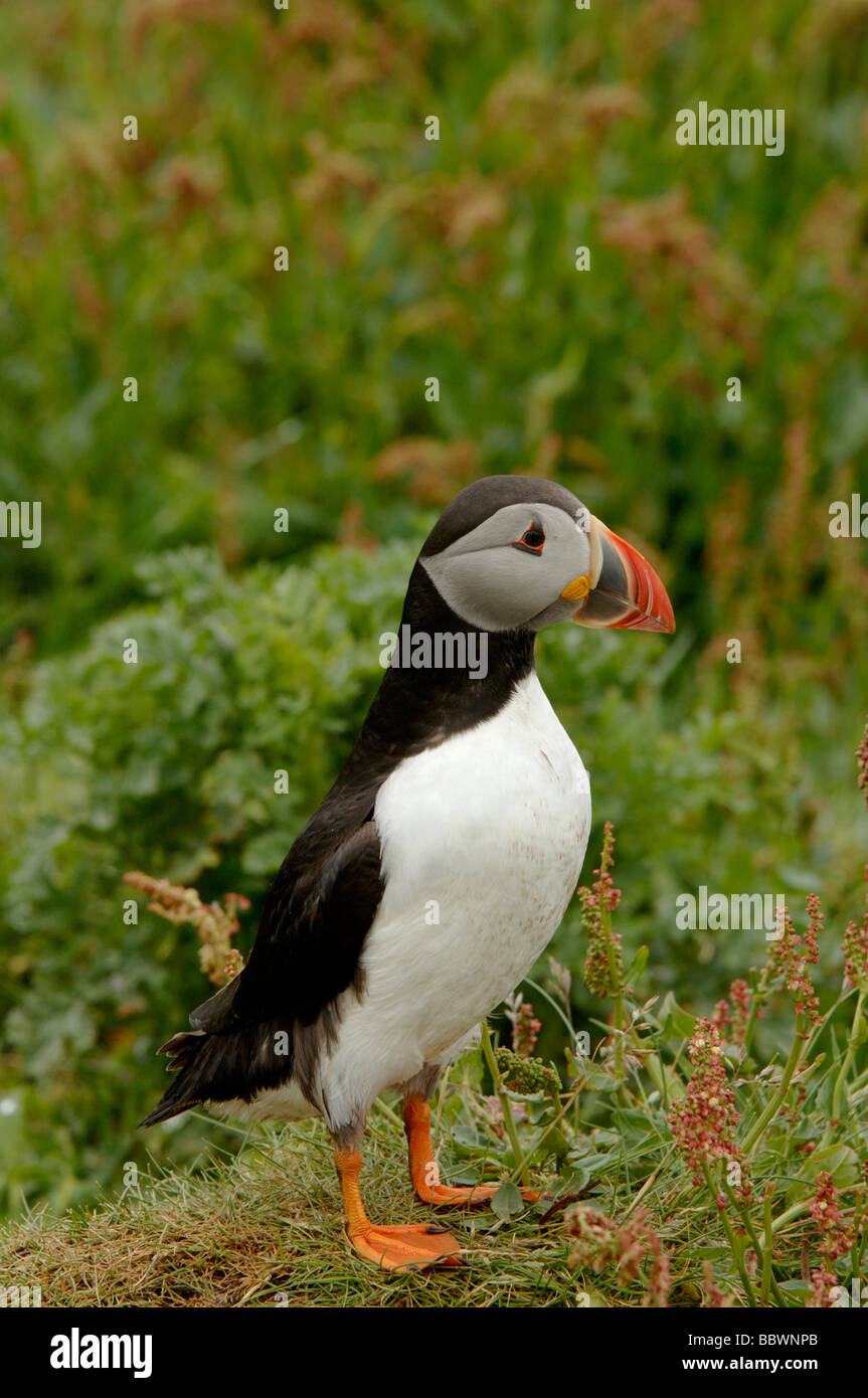 Treshnish birds hi-res stock photography and images - Alamy