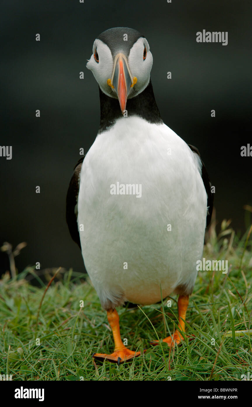 British puffin hi-res stock photography and images - Alamy