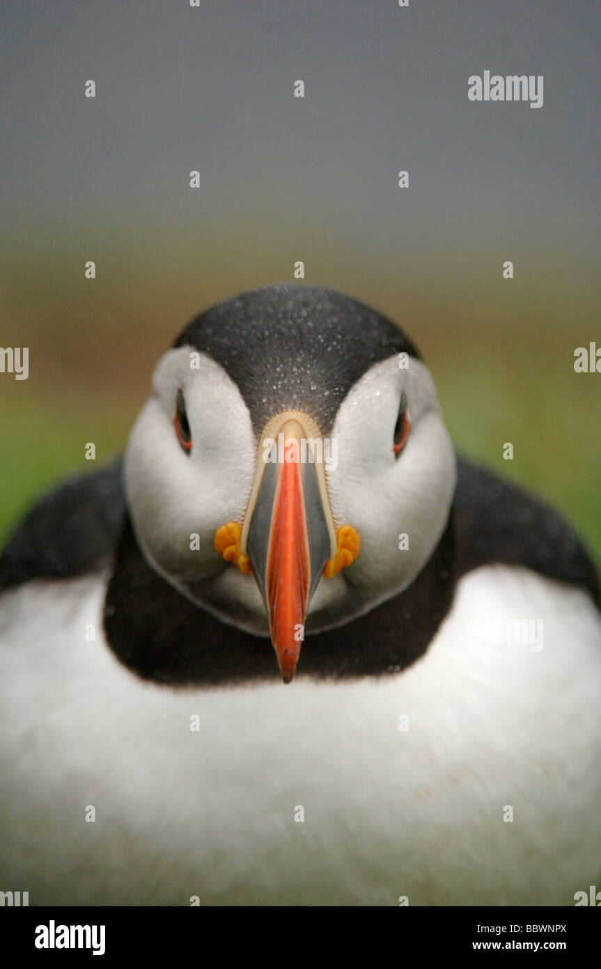 Atlantic puffin Fratercula arctica head on Lunga the Treshnish Isles ...