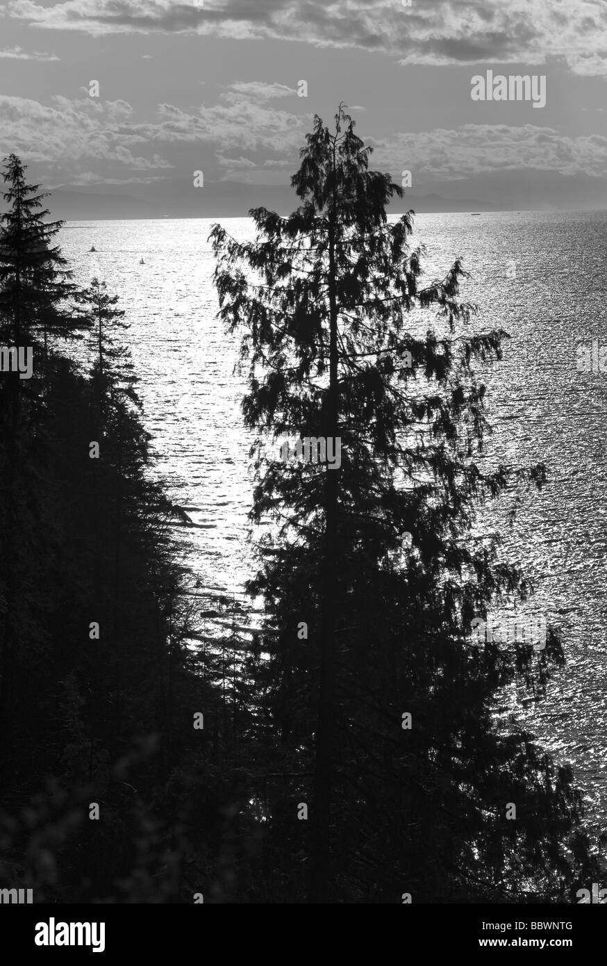 Trees along coastline of Vancouver, British Columbia, Canada Stock ...