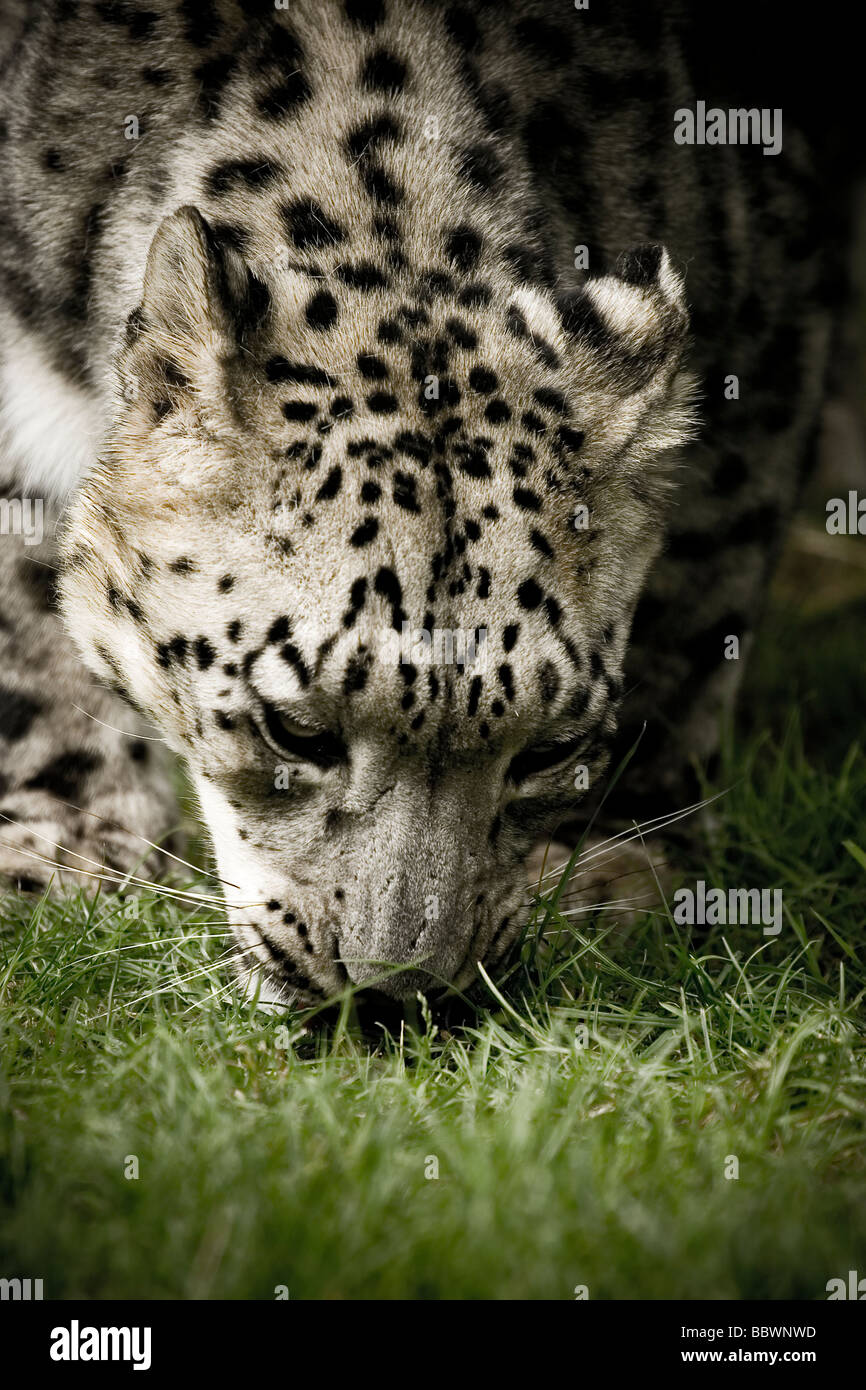 Leopard with food hi-res stock photography and images - Alamy