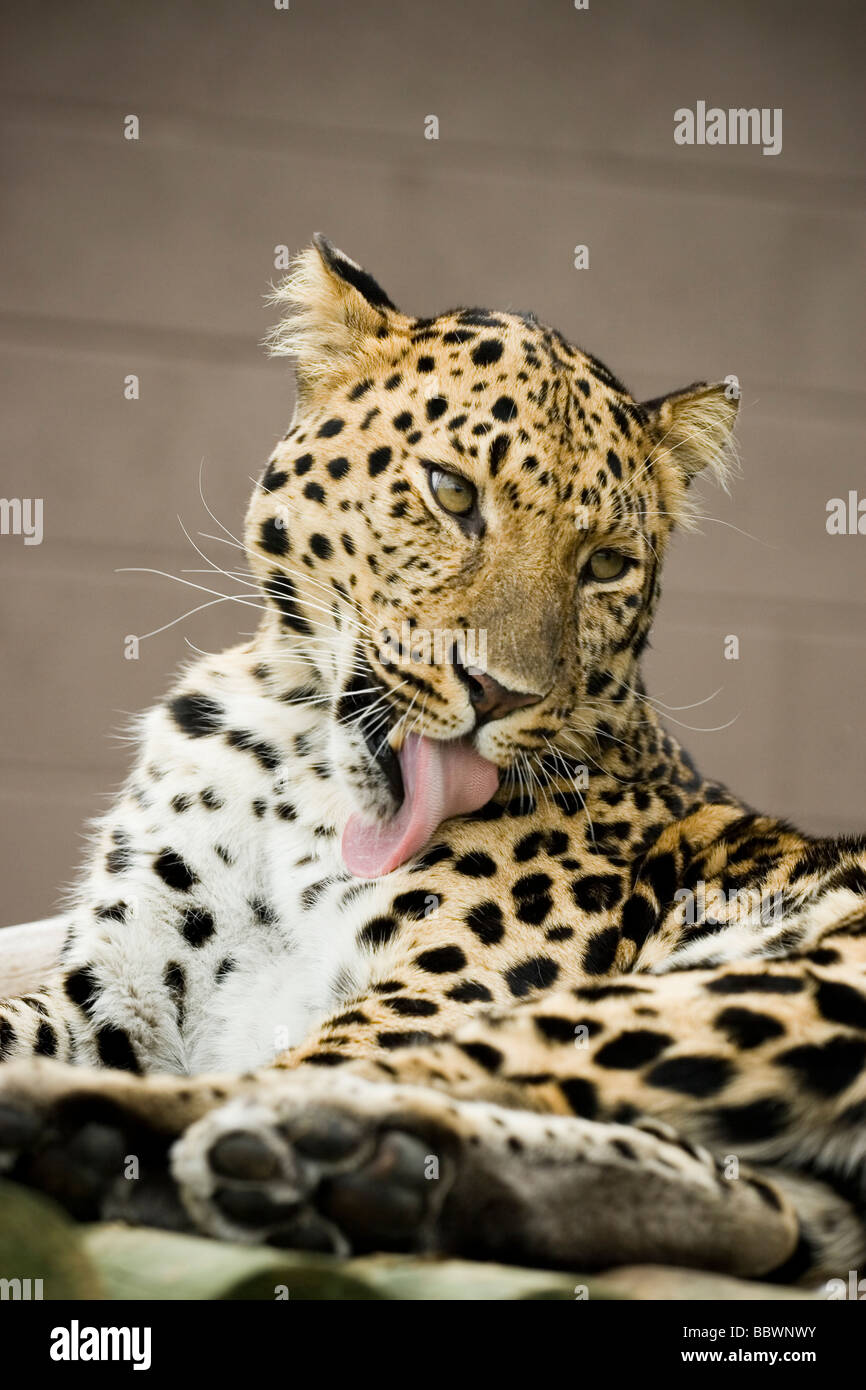 Leopard tongue hi-res stock photography and images - Alamy