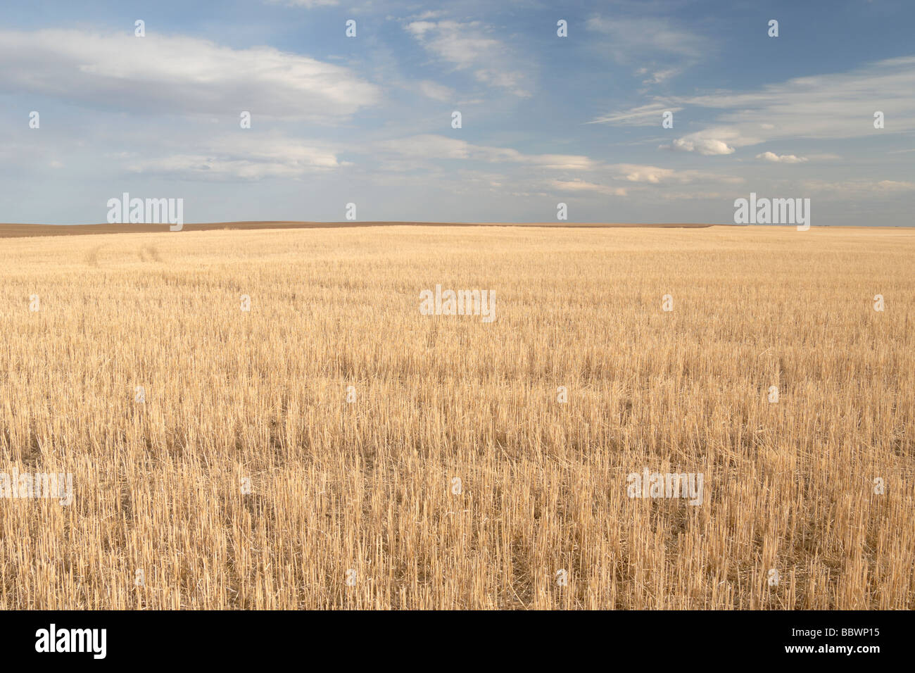 The Prairies stubble field under a big Saskatchewan sky near Kindersley ...